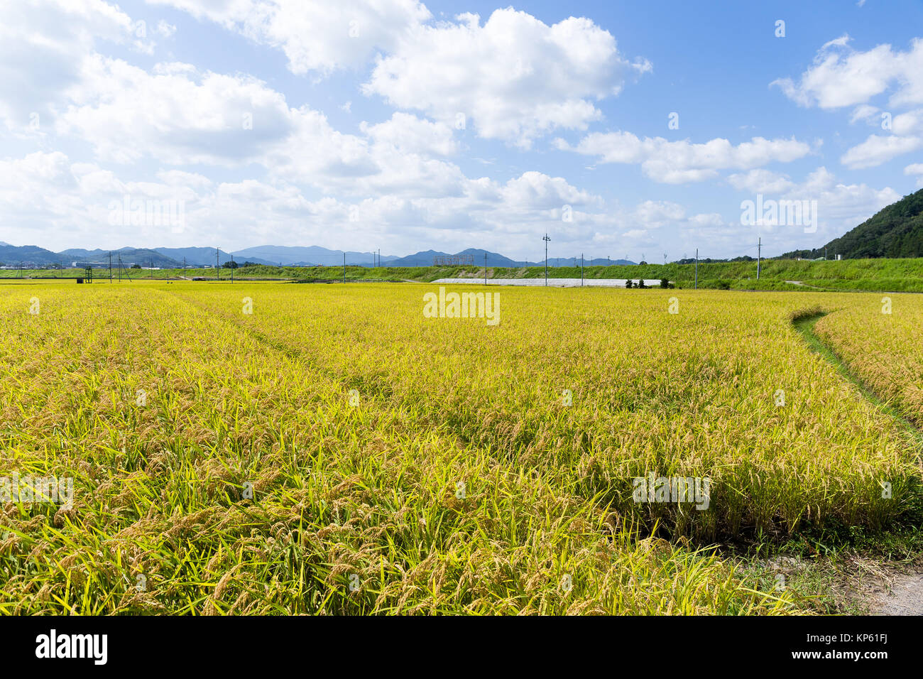 Golden rice field in Thailand Stock Photo - Alamy