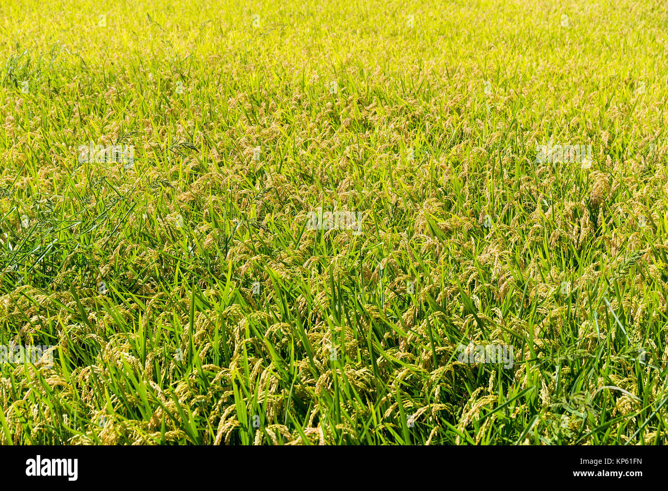 Autumn rice field Stock Photo - Alamy