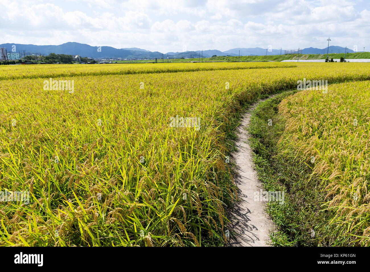 Walkway between the paddy rice meadow Stock Photo - Alamy