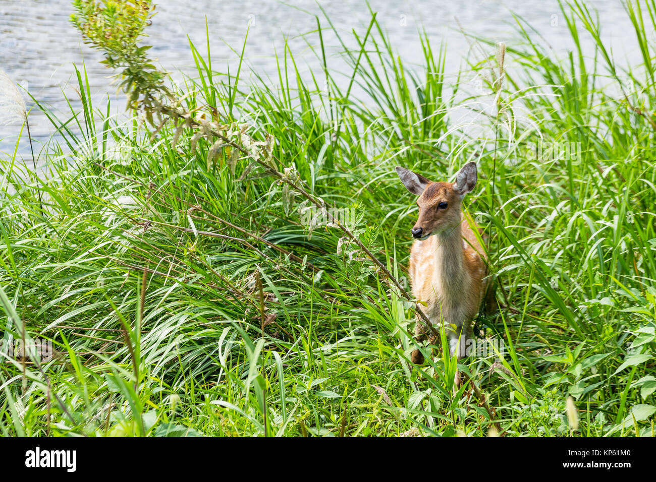Deer in the grassland Stock Photo - Alamy
