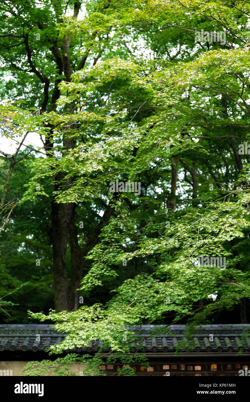 Tree over the japanese roof tile Stock Photo - Alamy