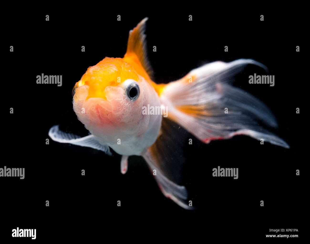Goldfish isolated on black background Stock Photo - Alamy