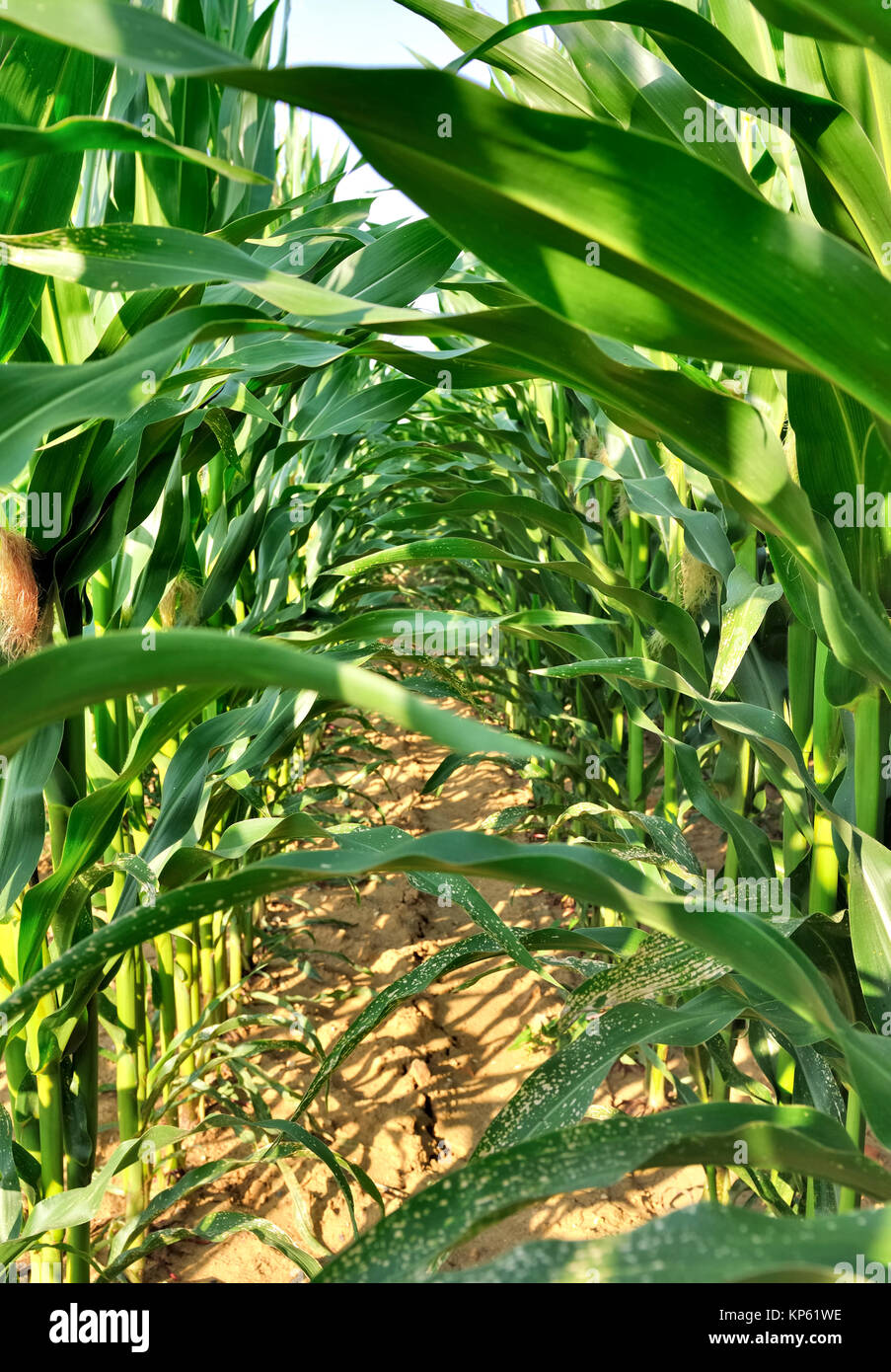 Inside corn field hi-res stock photography and images - Alamy