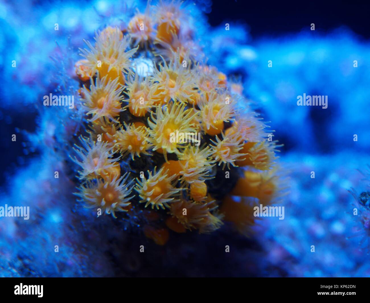 Orange polyp coral hi-res stock photography and images - Alamy