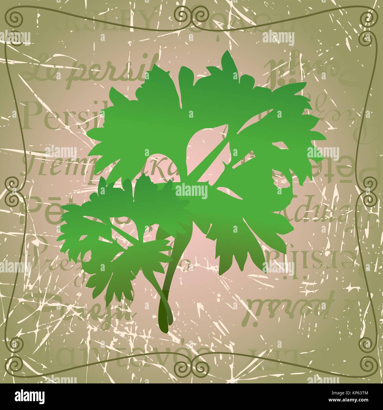 Sprig of parsley Stock Vector Image & Art - Alamy