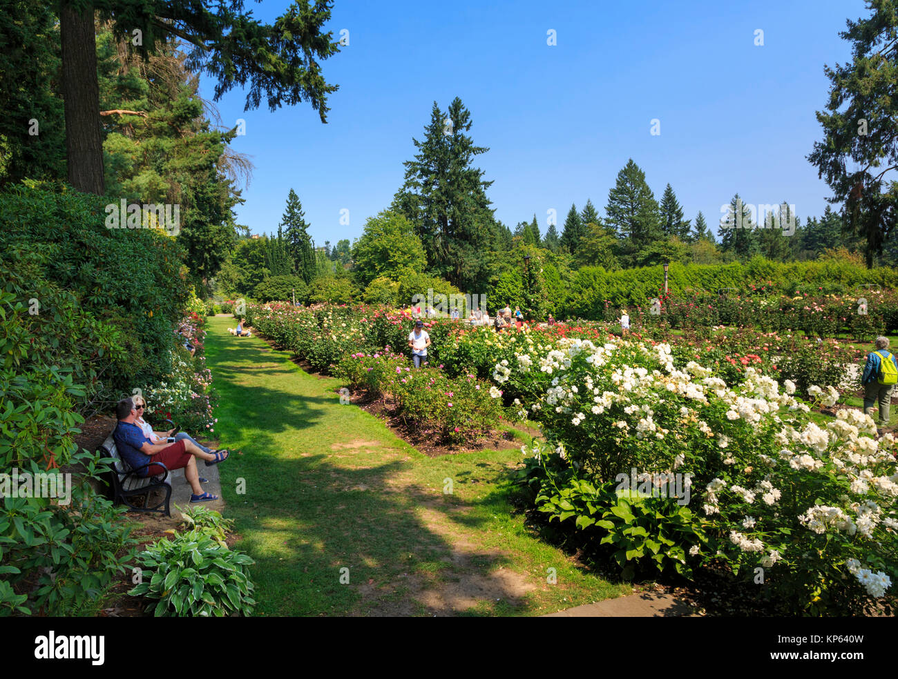 International Rose Test Garden, Portland, Oregon, USA Stock Photo - Alamy