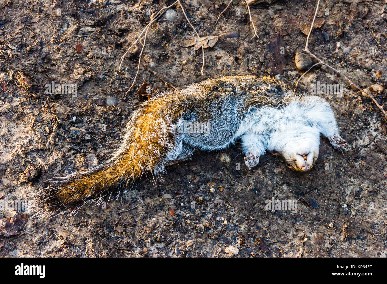 Dead squirrel hi-res stock photography and images - Alamy