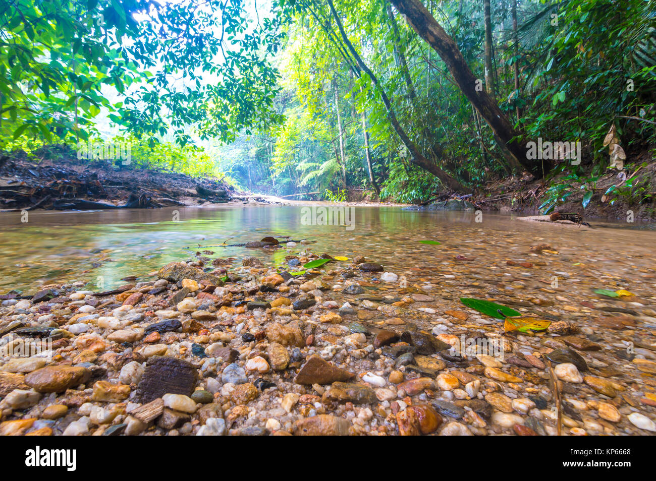 Water stream at tropical forest Stock Photo - Alamy