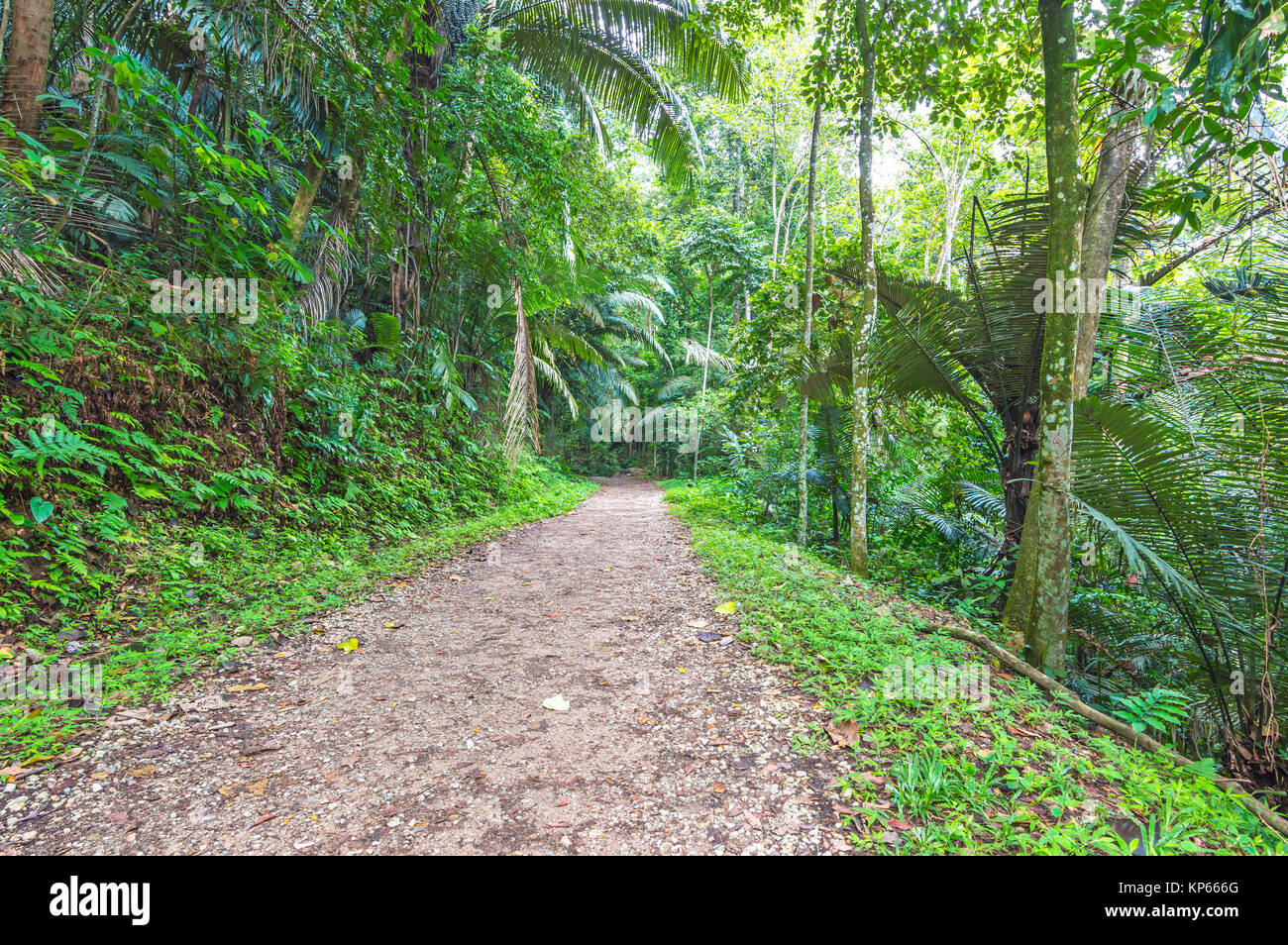 Walkway in the forest. Beautiful landscape Stock Photo - Alamy