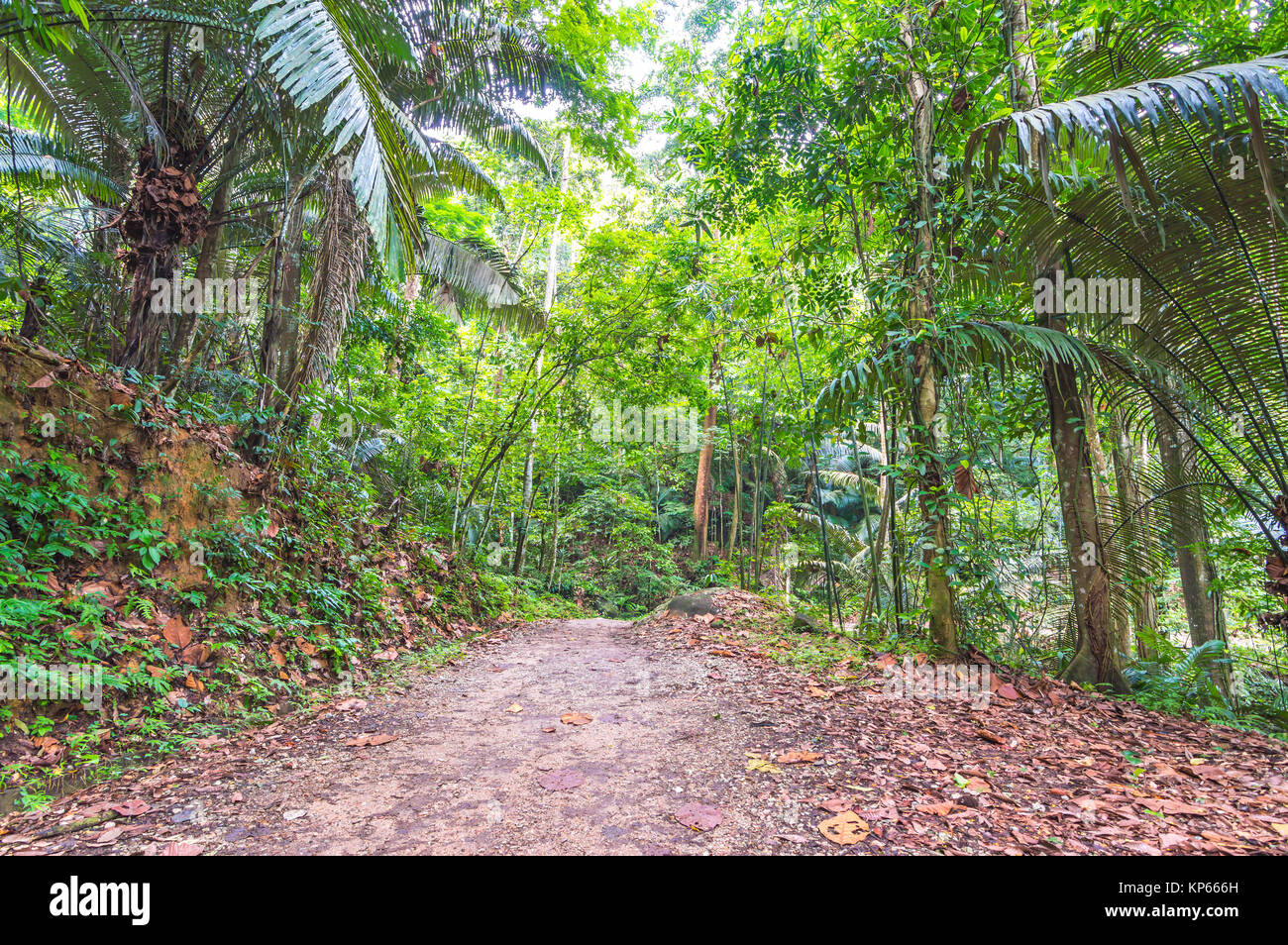 Walkway in the forest. Beautiful landscape Stock Photo - Alamy