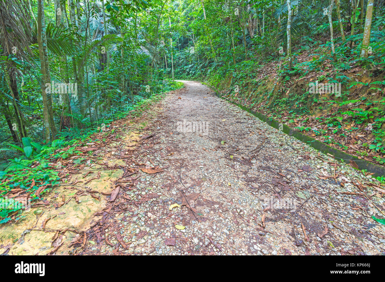 Walkway in the forest. Beautiful landscape Stock Photo - Alamy
