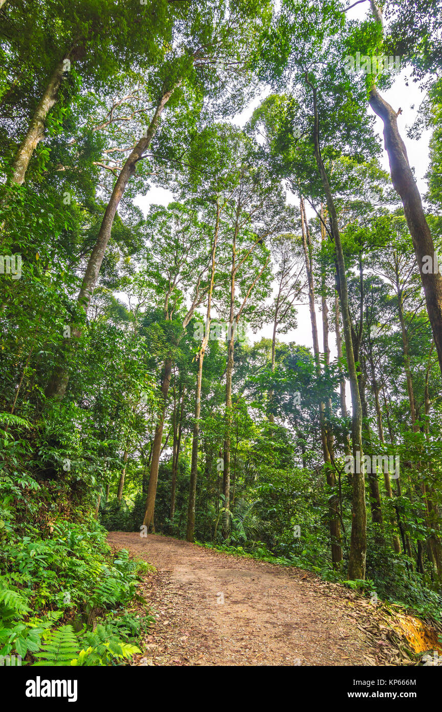 Walkway in the forest. Beautiful landscape Stock Photo - Alamy