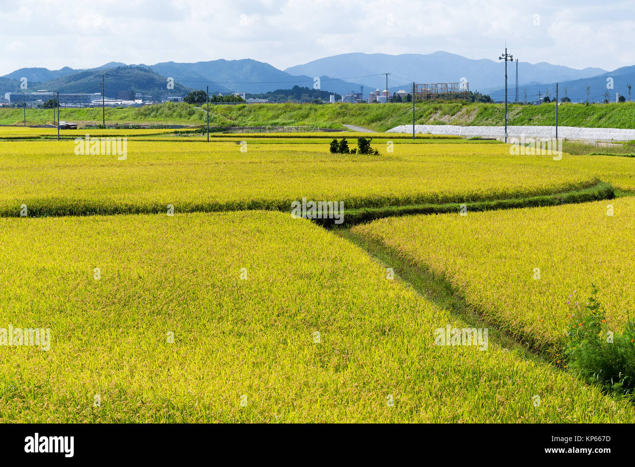 Paddy rice field Stock Photo - Alamy
