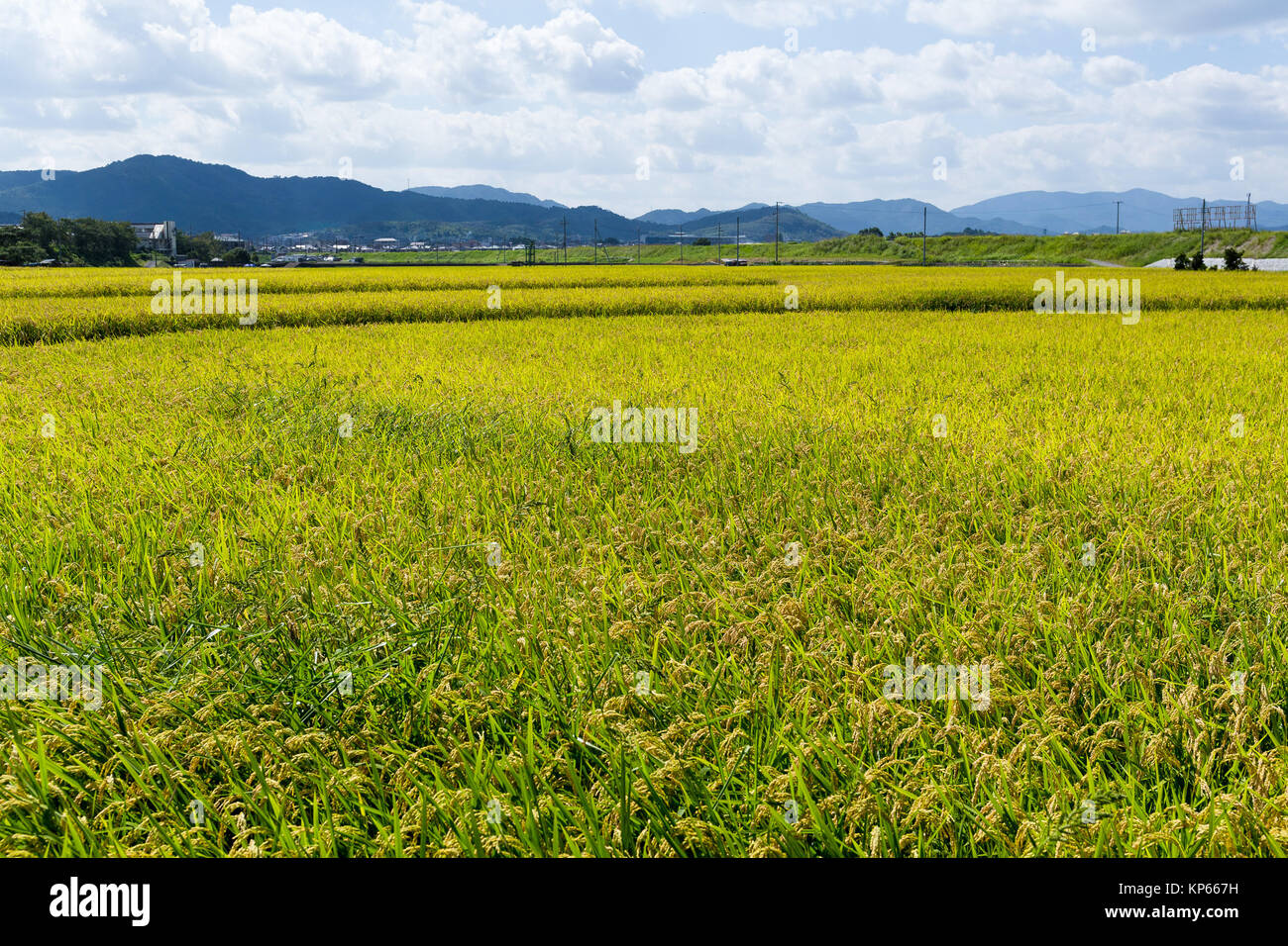 Golden rice in the field Stock Photo - Alamy