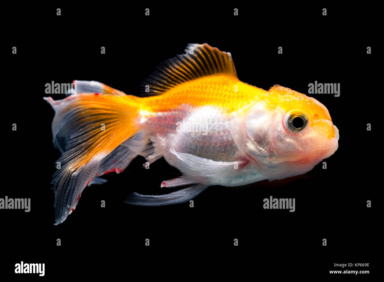 White goldfish with red head on a black background Stock Photo - Alamy