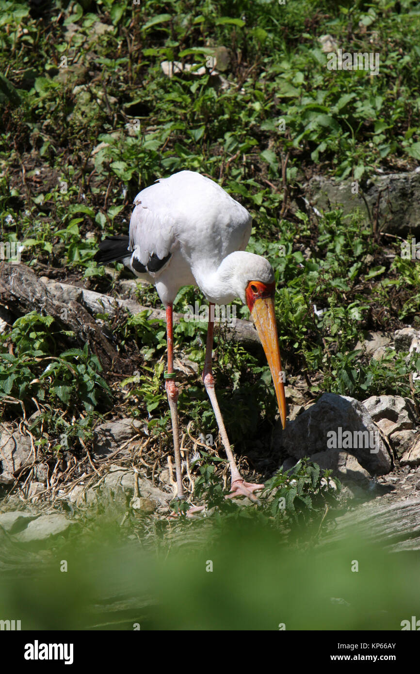 Glutton bird hi-res stock photography and images - Alamy