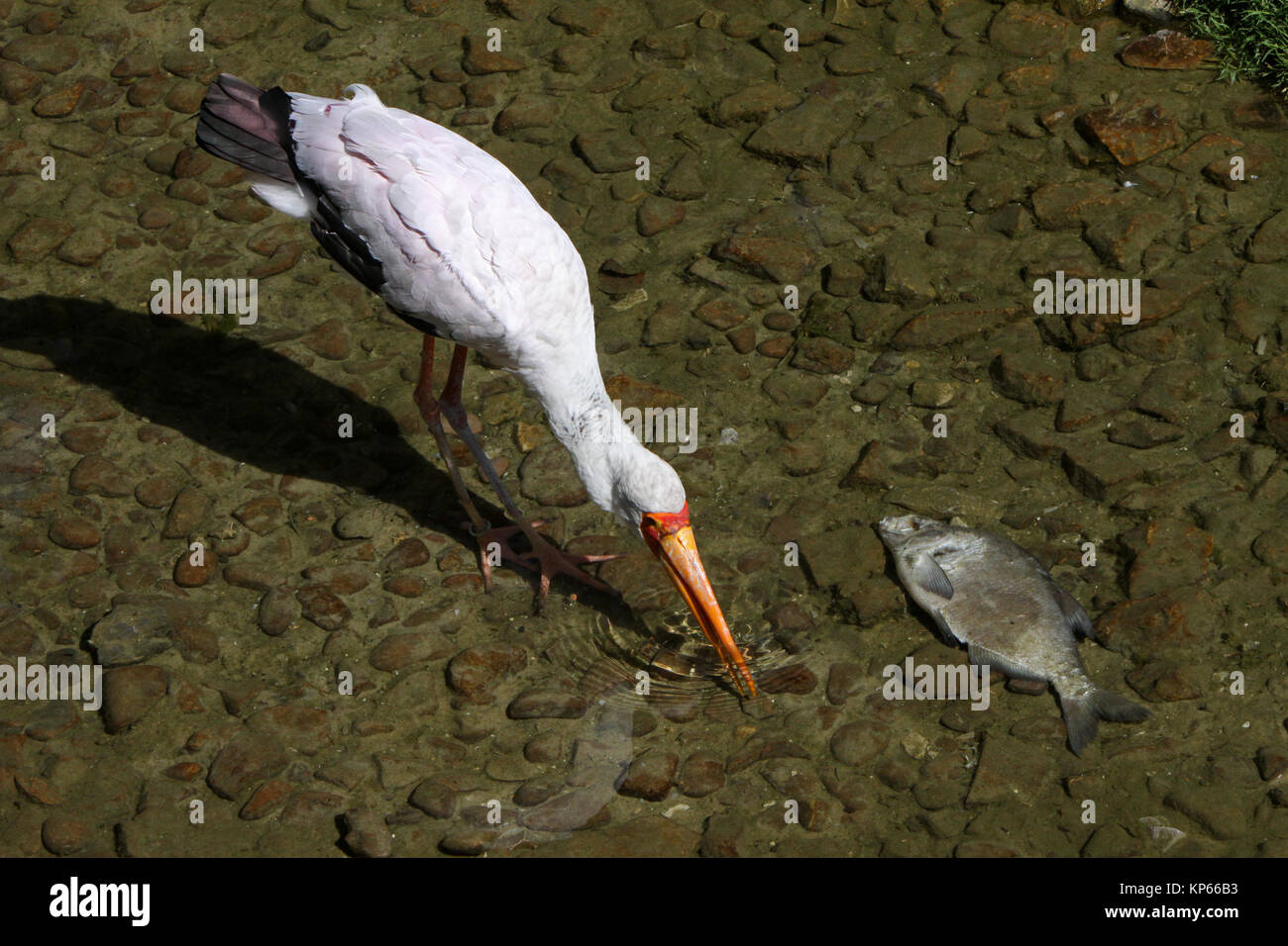 Glutton bird hi-res stock photography and images - Alamy