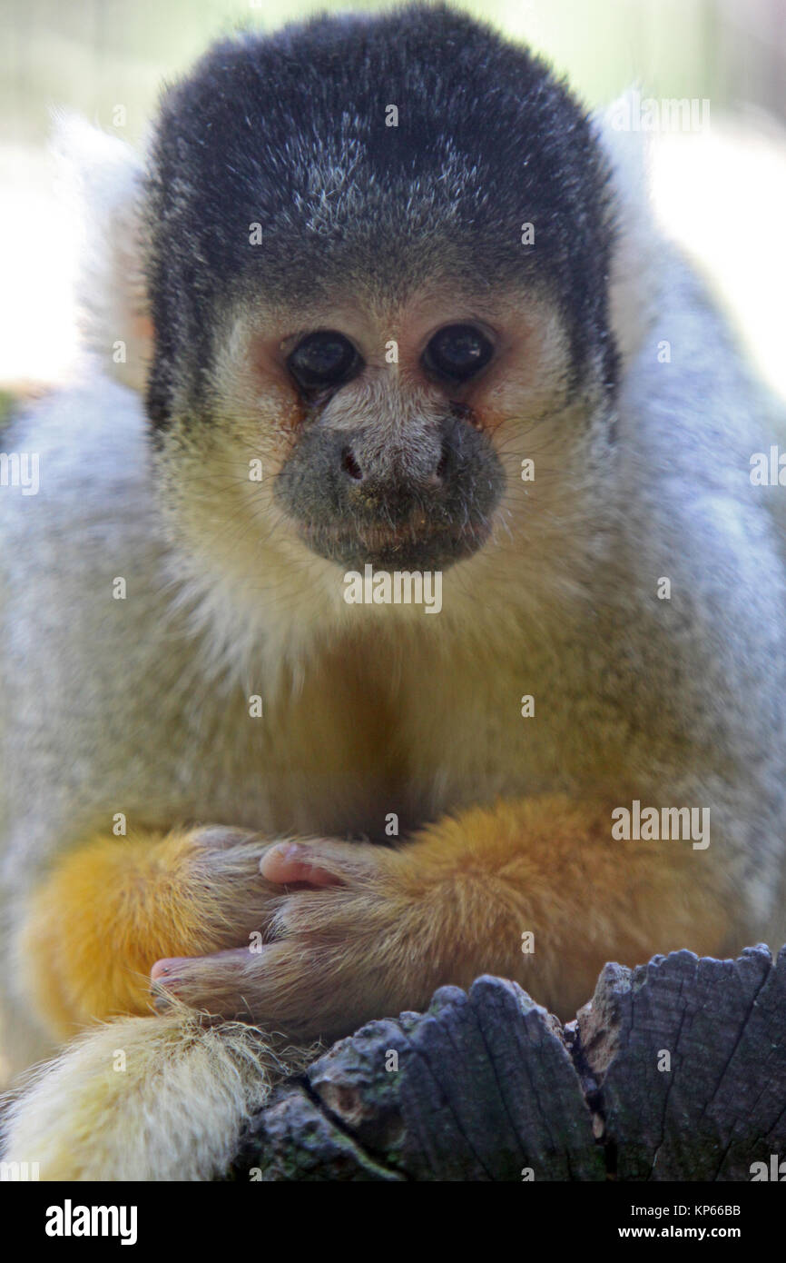 yellow squirrel monkey Stock Photo - Alamy