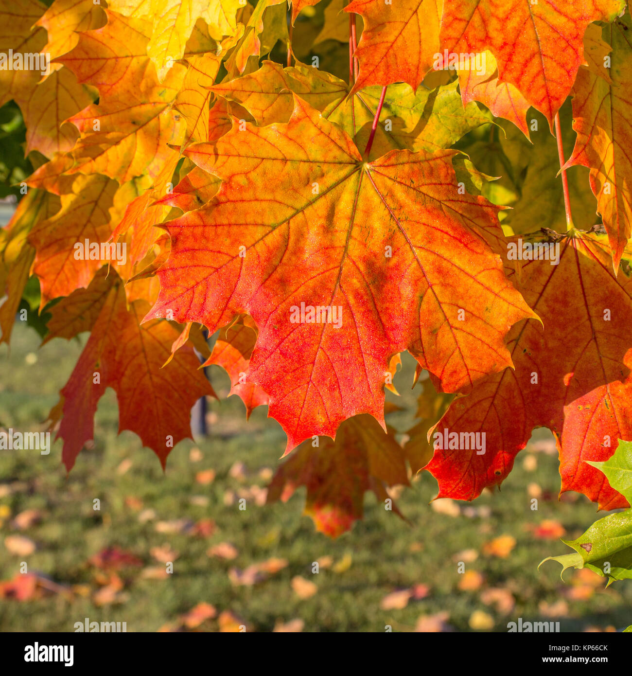 Red maple leaf in autumn Stock Photo - Alamy