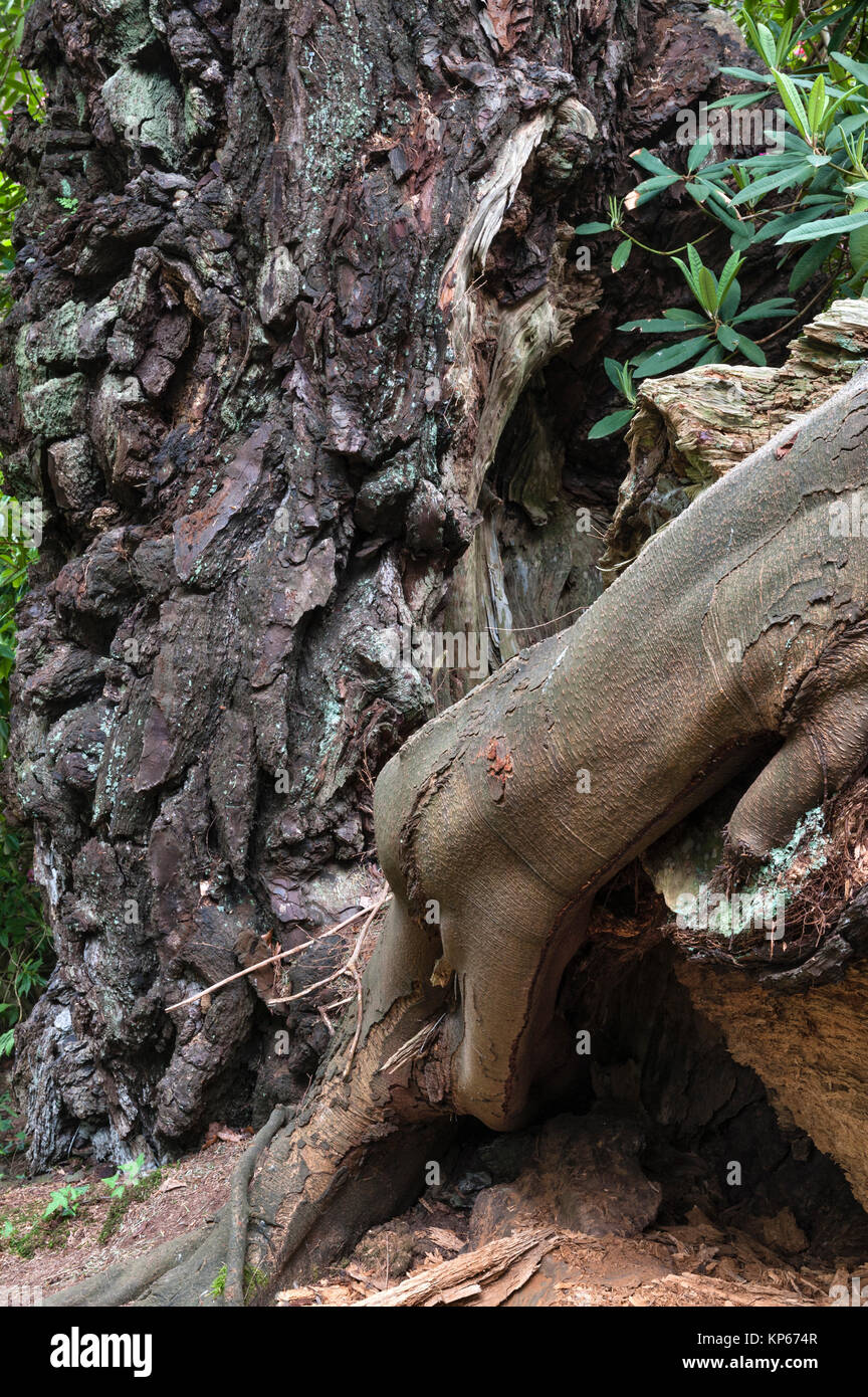 Tree struck by lightning hi-res stock photography and images - Alamy