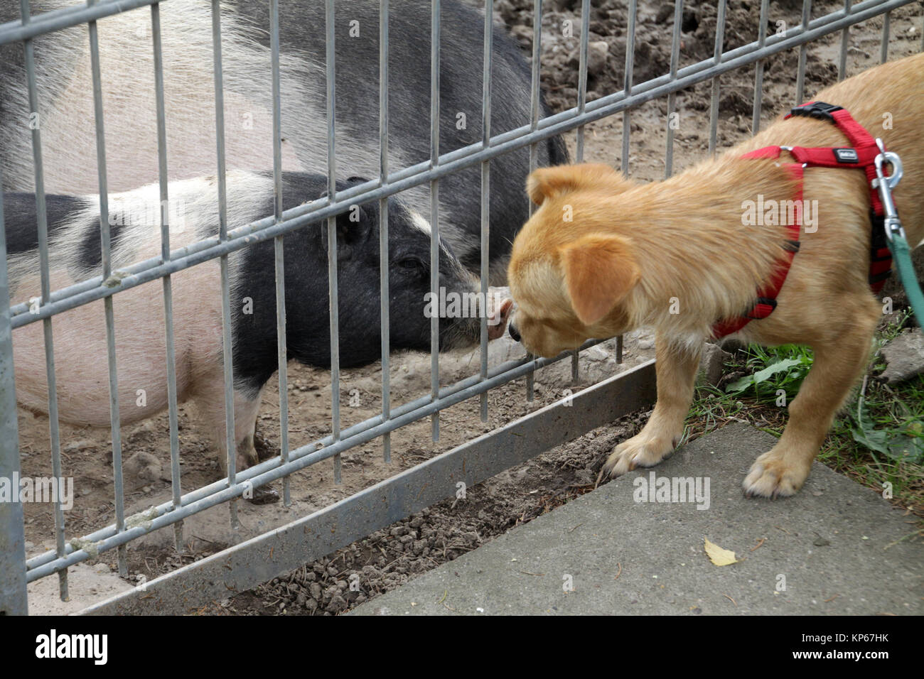 dog and pig Stock Photo - Alamy