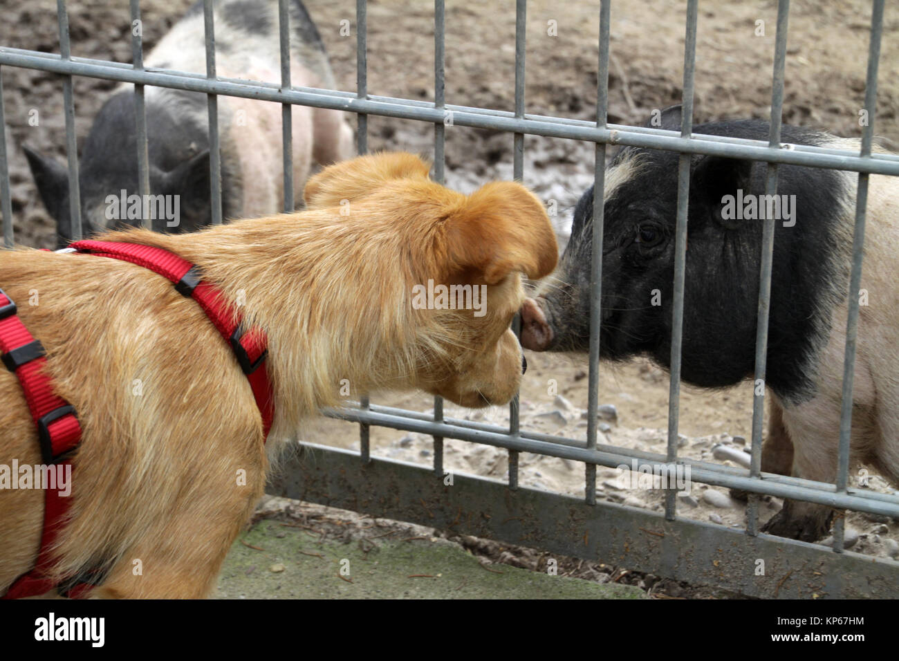 dog and pig Stock Photo - Alamy
