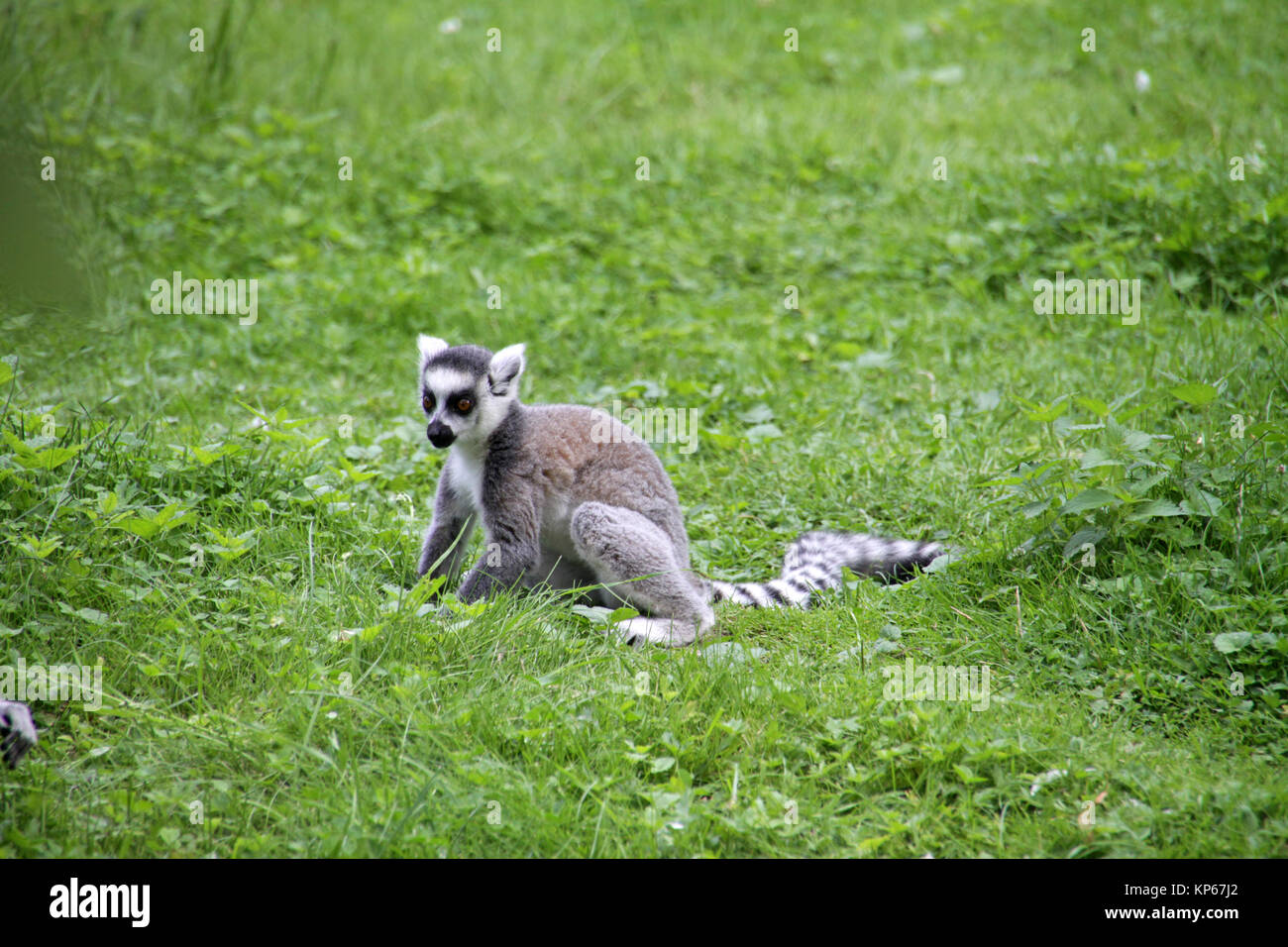 Kattaportra t hi-res stock photography and images - Alamy