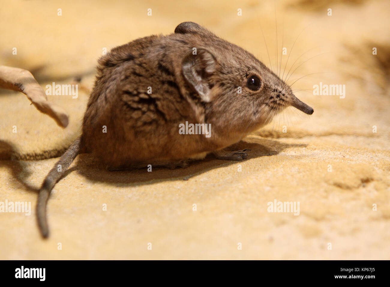 short-eared elephant shrews Stock Photo - Alamy
