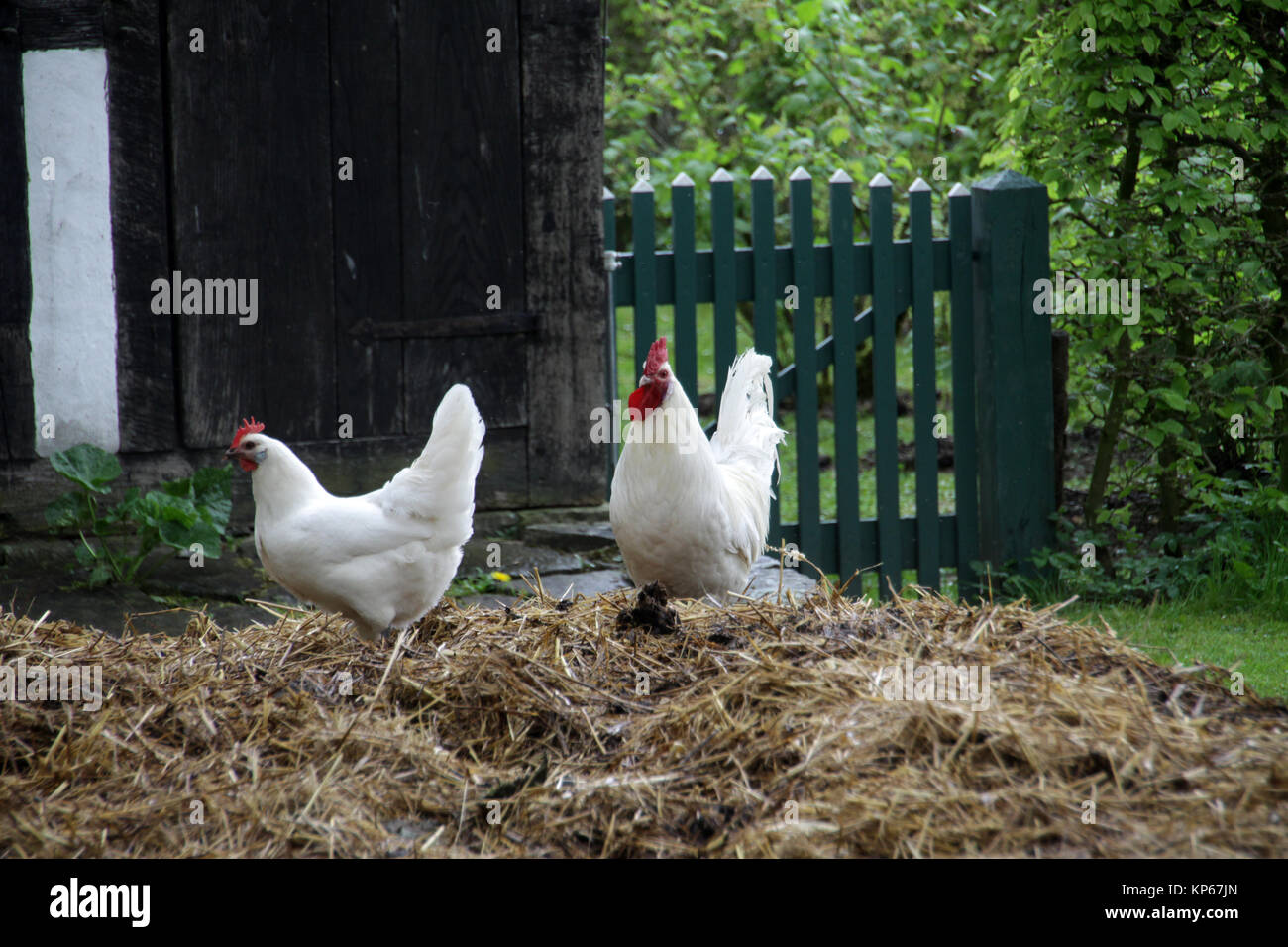 dunghill with chickens Stock Photo - Alamy