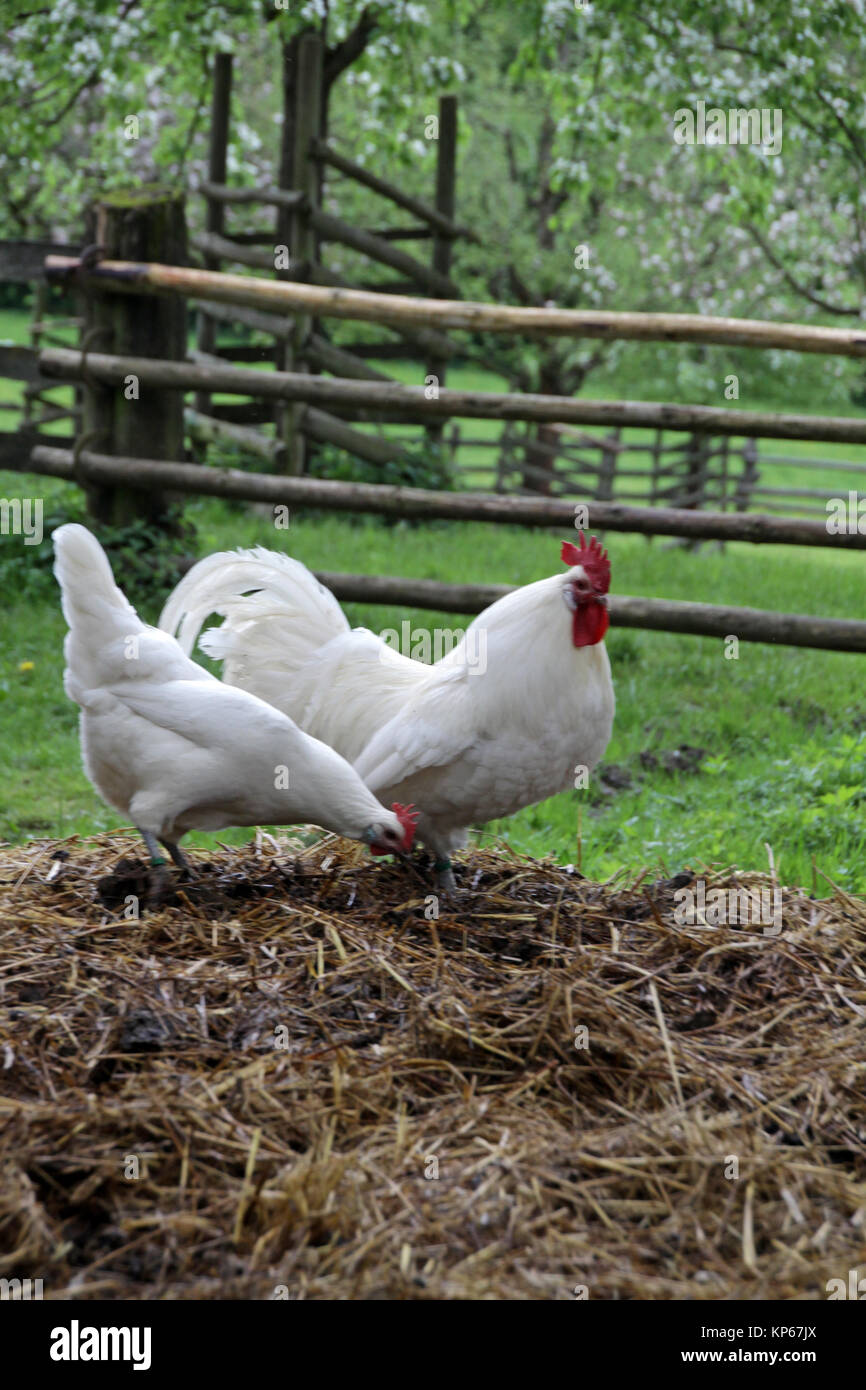 dunghill with chickens Stock Photo - Alamy