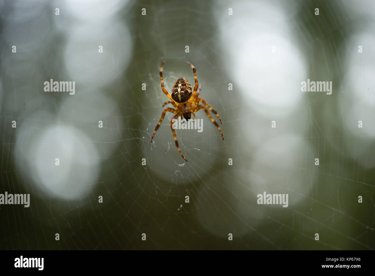 Giant woods spider hi-res stock photography and images - Alamy