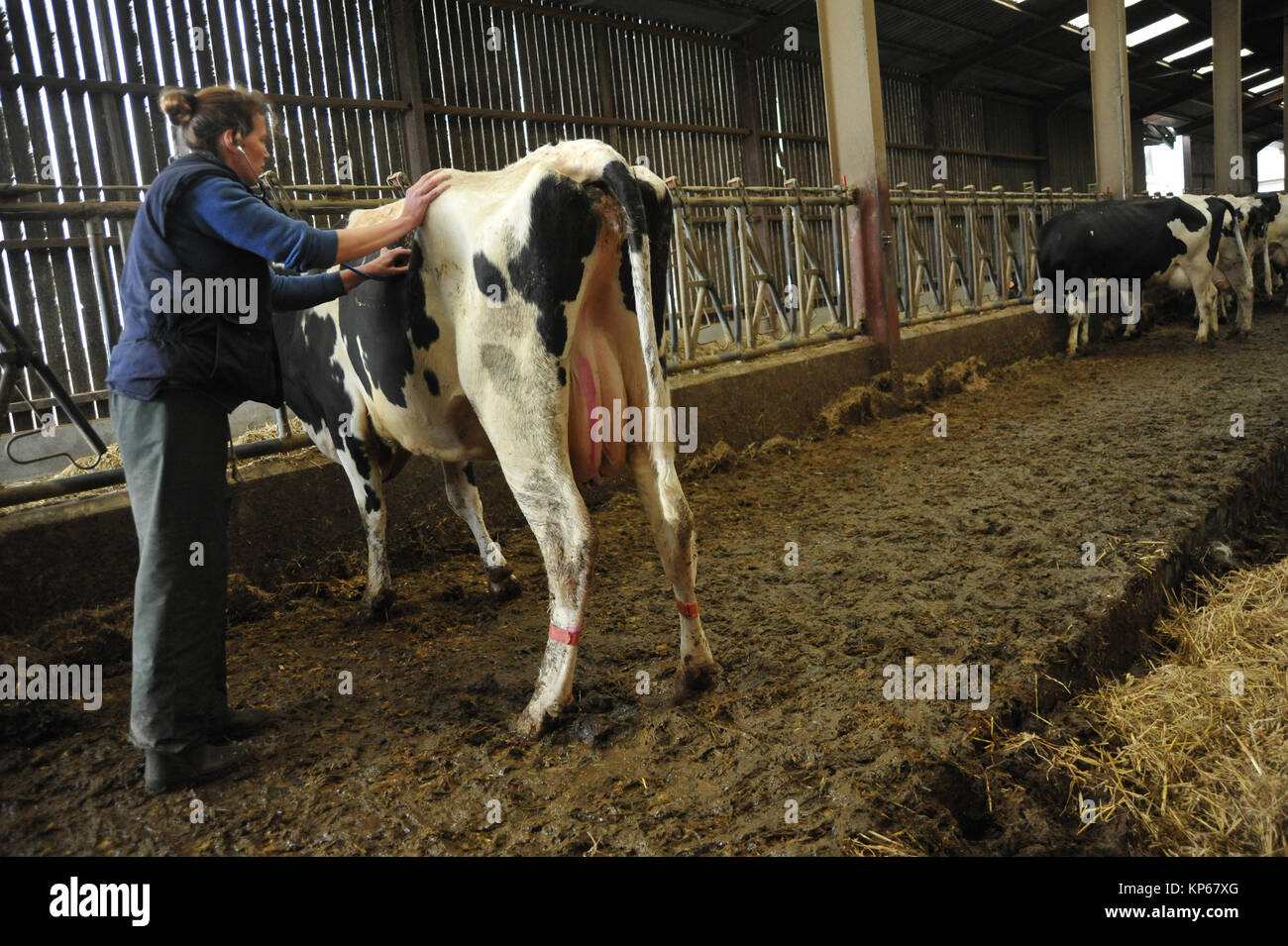 Veterinary examination cow hi-res stock photography and images - Alamy