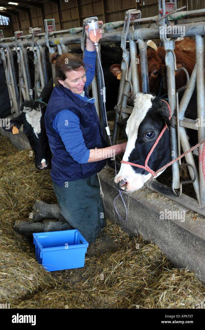 Cow injection medicine hi-res stock photography and images - Alamy