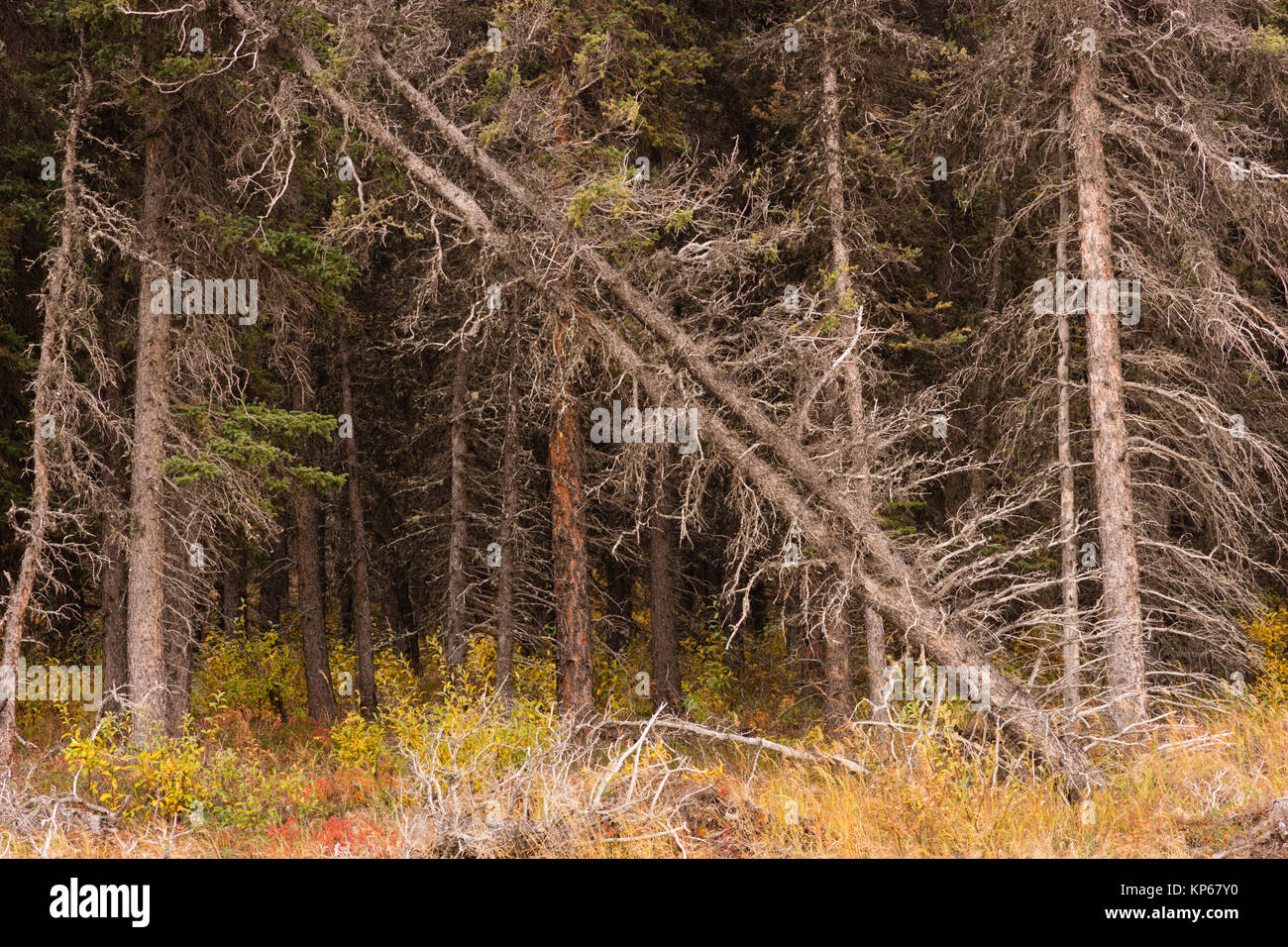Dead Trees Fall Over Natural Forest Regenertation Stock Photo - Alamy