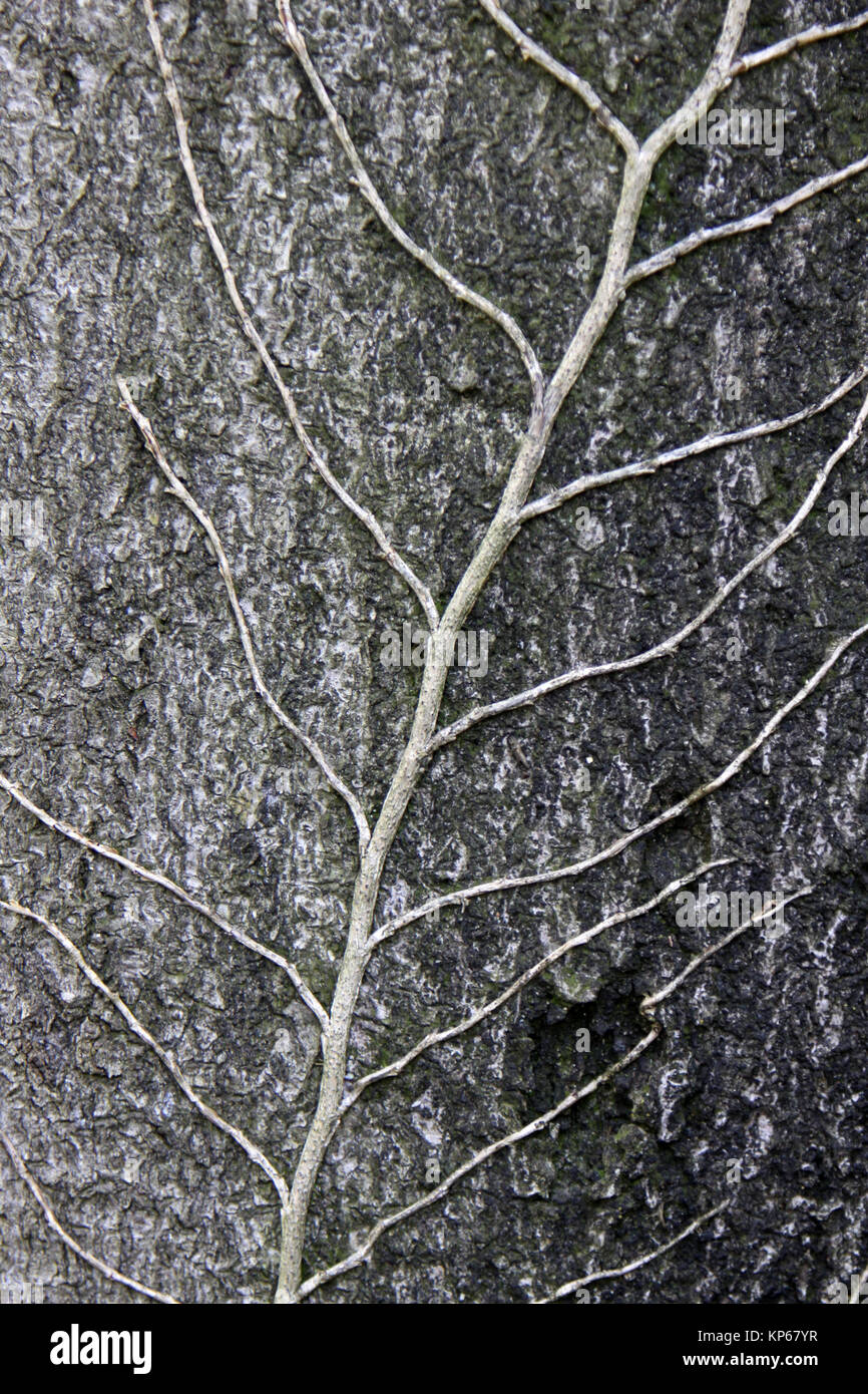 Root patterns hi-res stock photography and images - Alamy