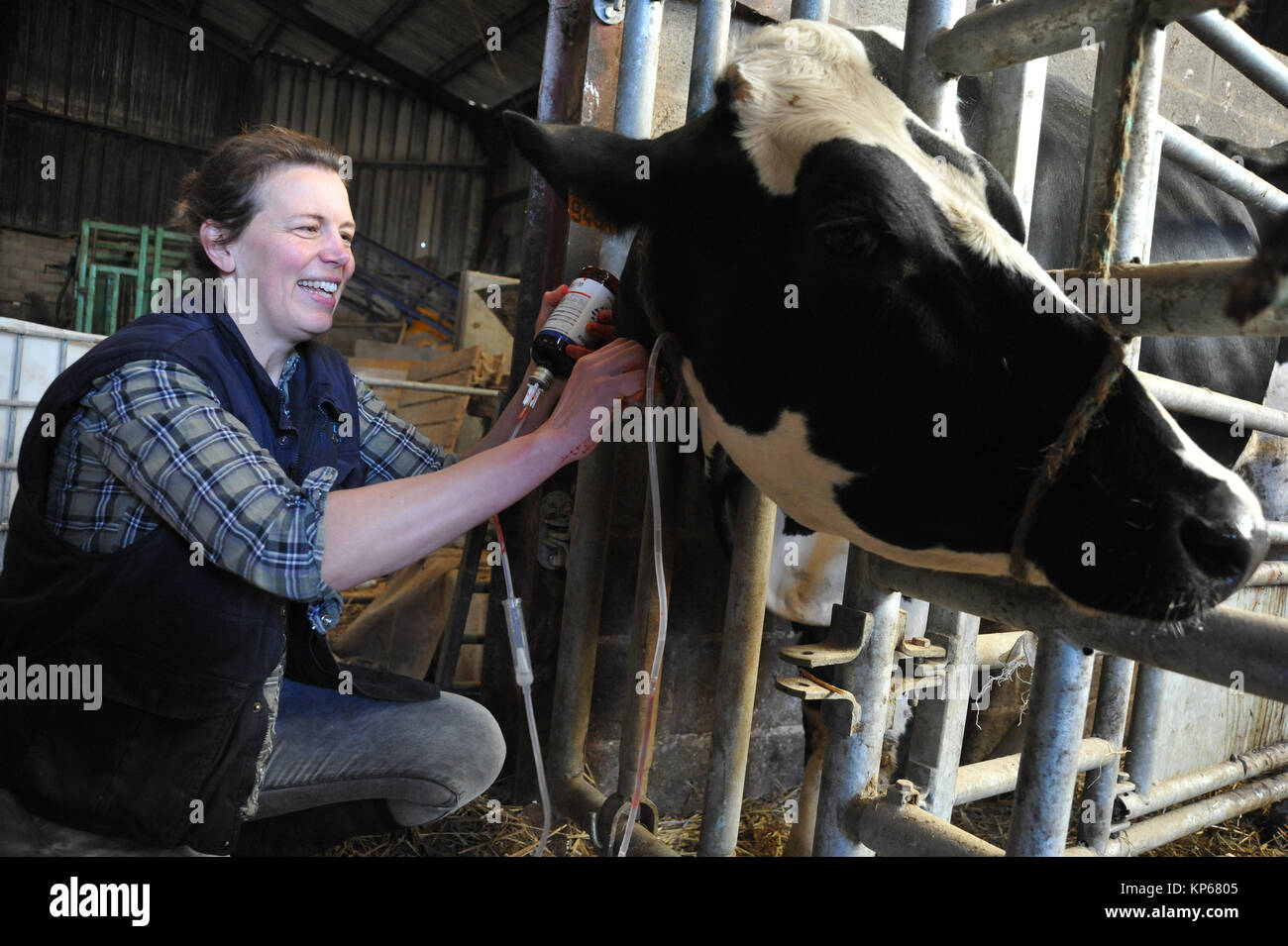 Cow injection medicine hi-res stock photography and images - Alamy