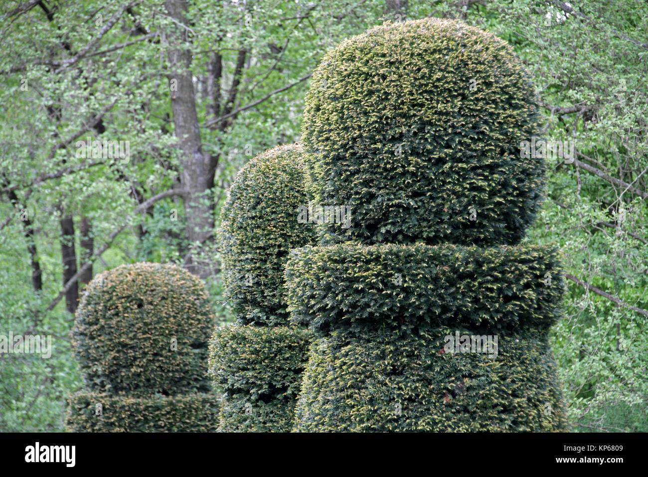 garden with boxwood columns Stock Photo - Alamy