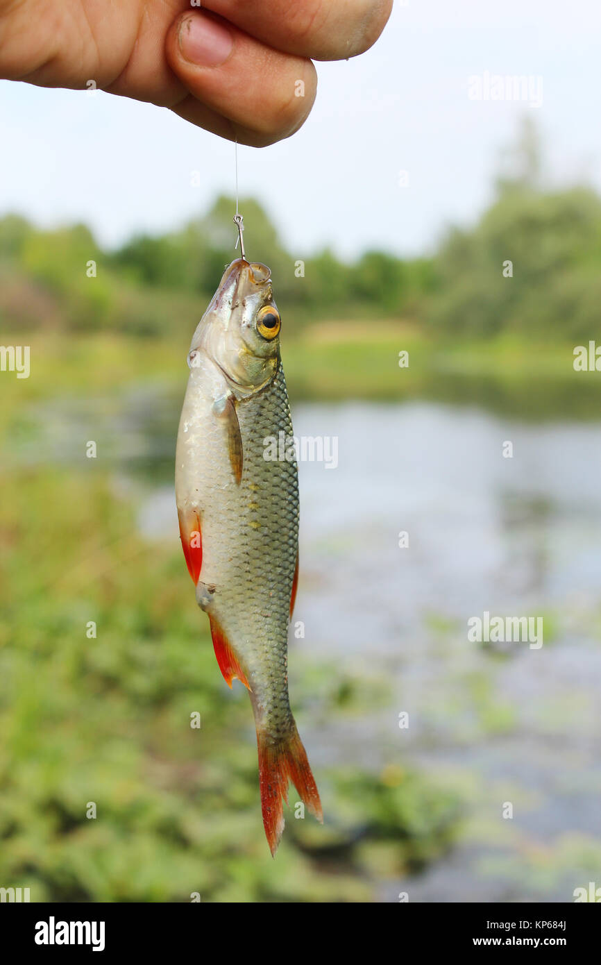 Rudd silver fish hi-res stock photography and images - Alamy