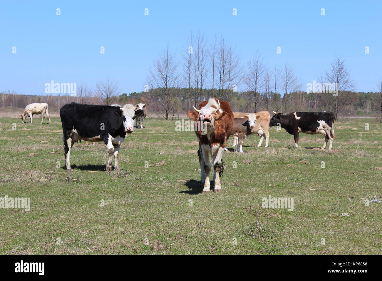 cows on the farm pasture Stock Photo - Alamy