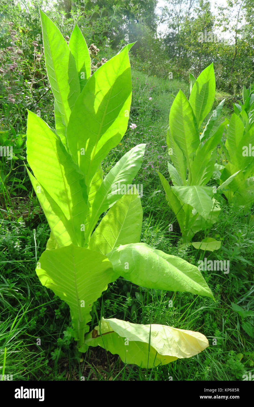 Tobacco culture hi-res stock photography and images - Alamy