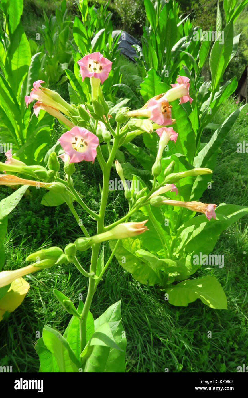 Cultivated tobacco common nicotiana hi-res stock photography and images ...