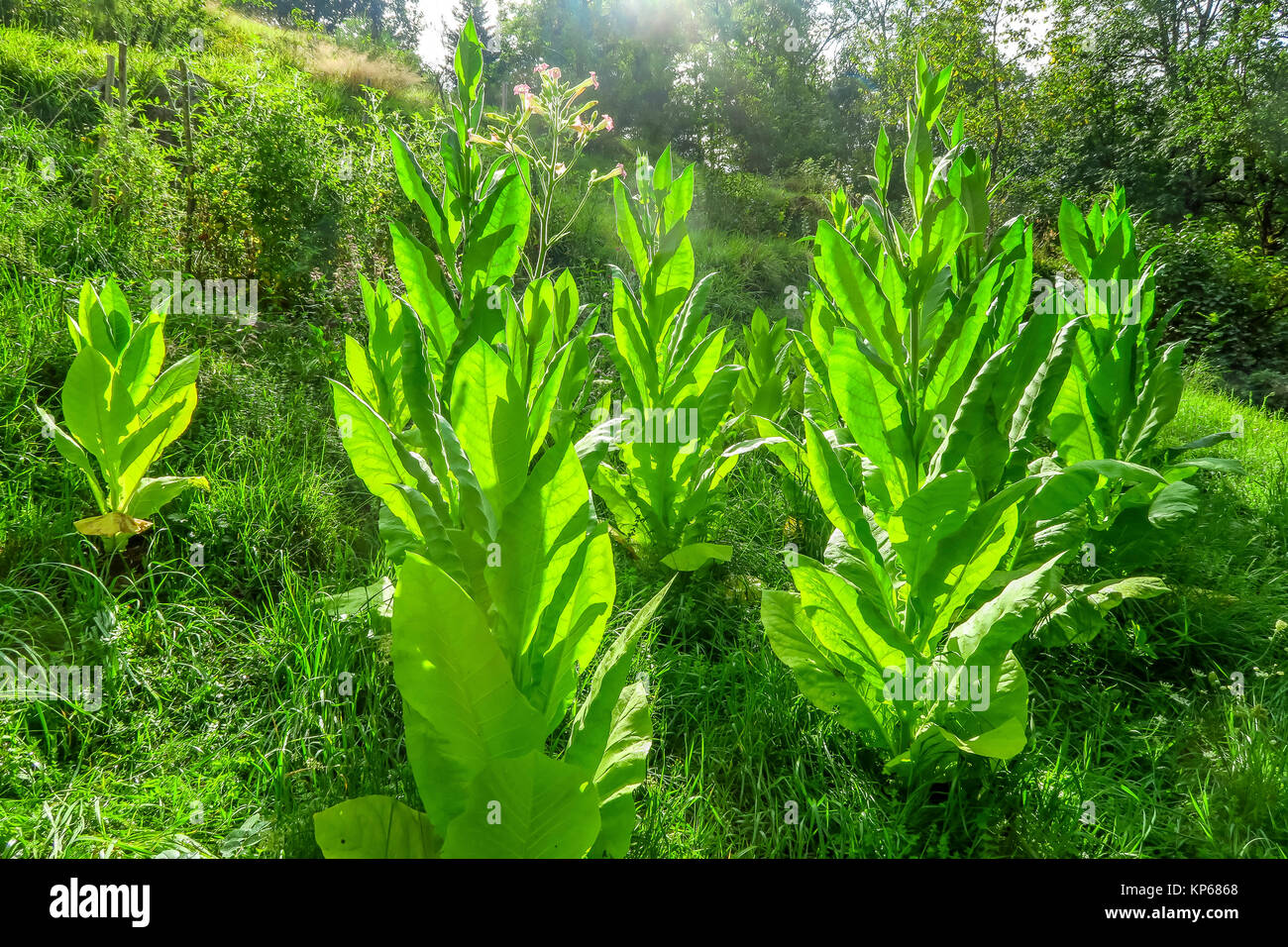 Tobacco culture hi-res stock photography and images - Alamy