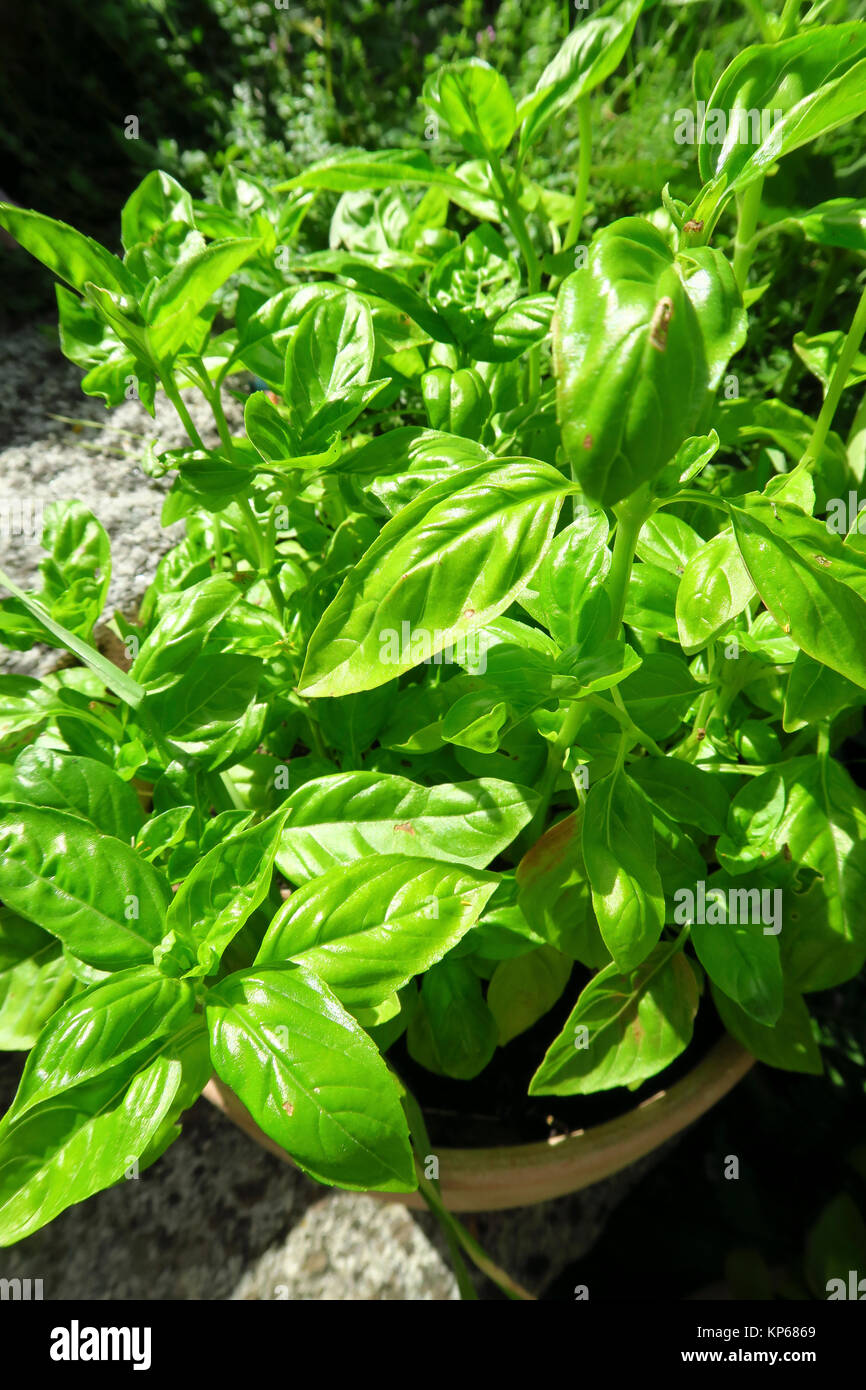 Nourishment basil hi-res stock photography and images - Alamy