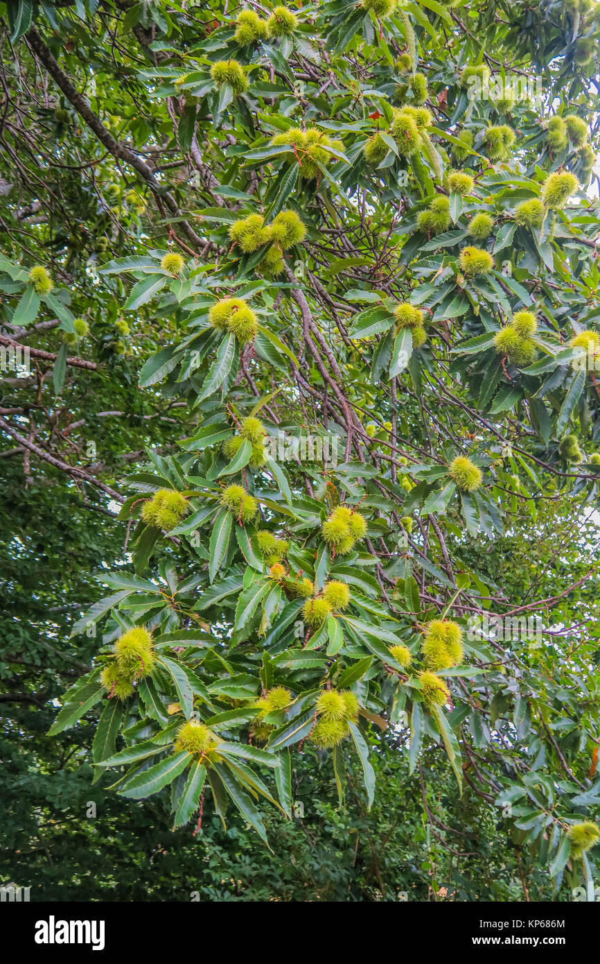 Castanea sp hi-res stock photography and images - Alamy