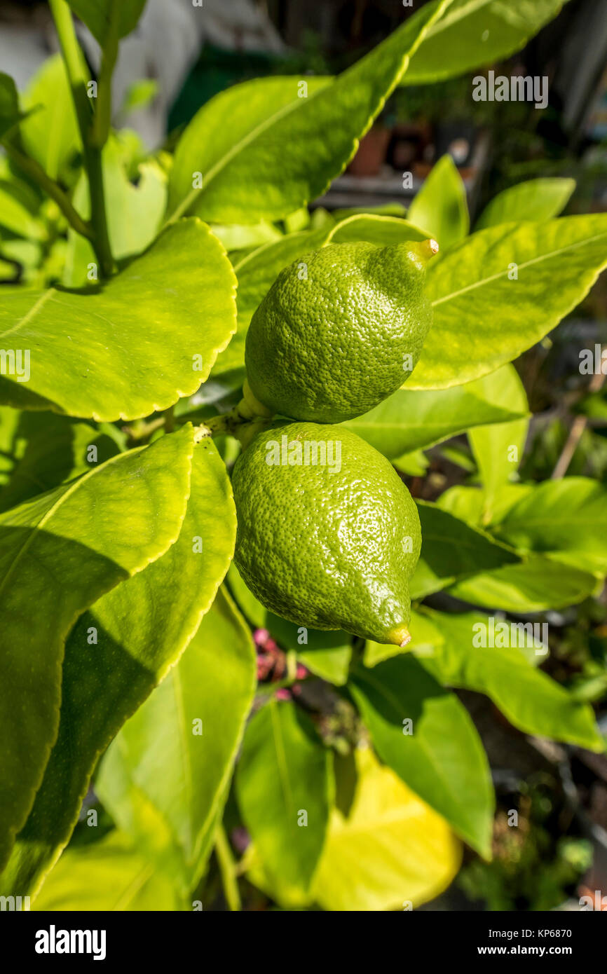 Lemon (tree or plant) (feed or feeding) hi-res stock photography and ...