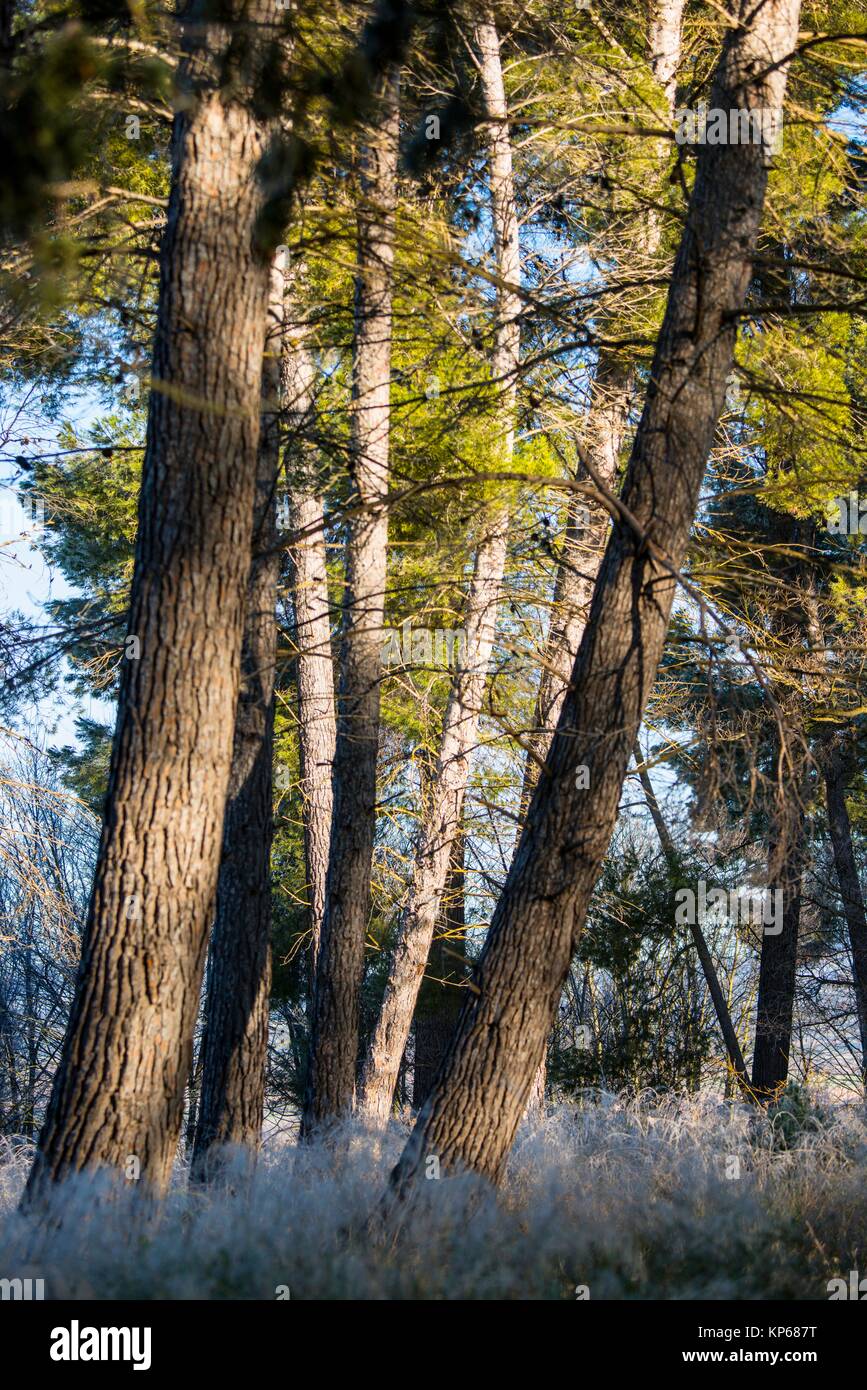 Pinewood tree hi-res stock photography and images - Alamy