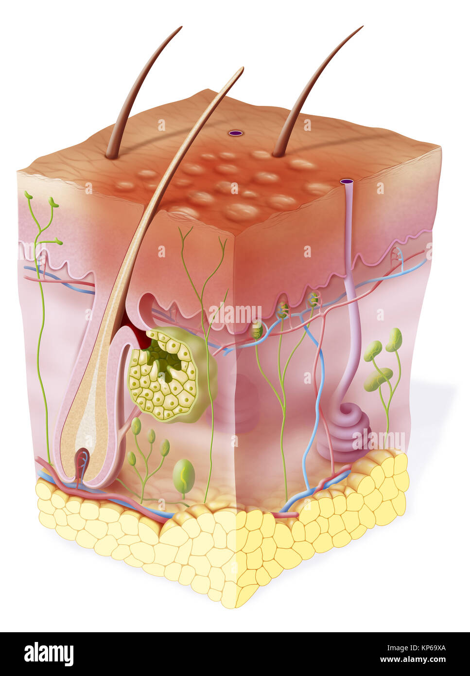 Urticaria hi-res stock photography and images - Alamy