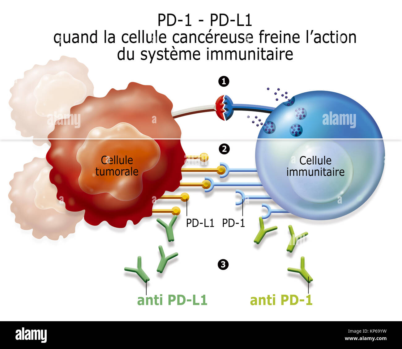 Cancer immunotherapy illustrations hi-res stock photography and images ...