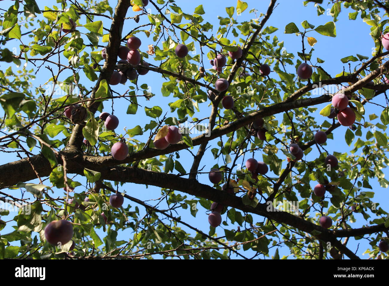 Fruits of plum on the tree Stock Photo - Alamy
