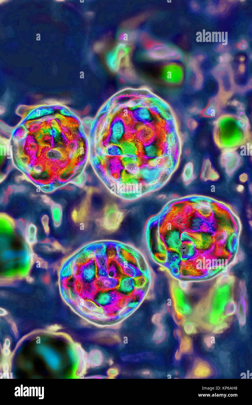 Measles morbillivirus tem hi-res stock photography and images - Alamy